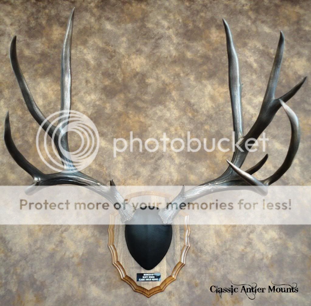 Large Non-Typical Mule Deer Rack - Got Potential? - HuntingNet.com Forums