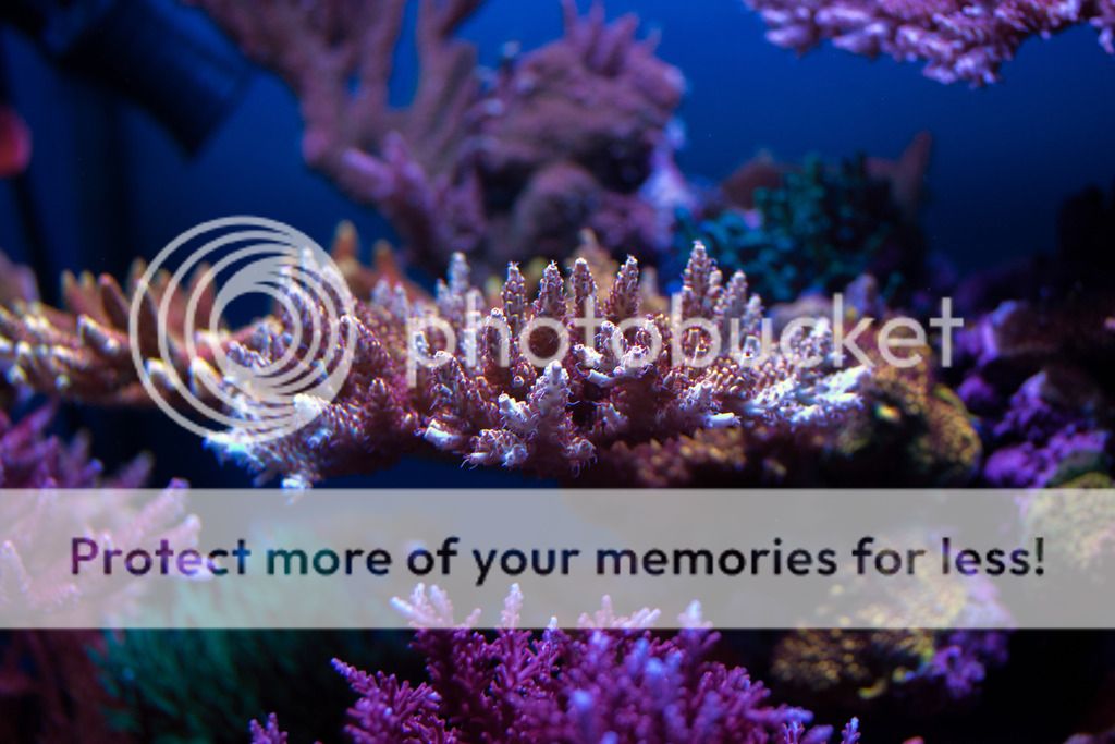 RR Pink Floyd | Page 2 | Reef2Reef