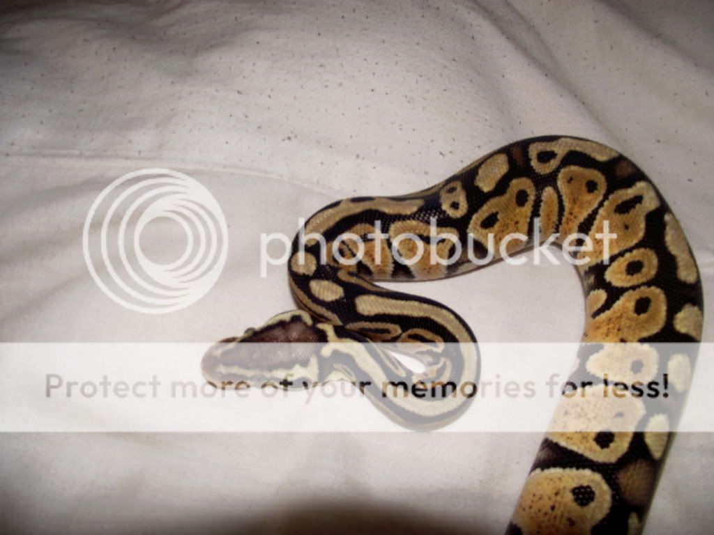 Royal python Fader gene | Reptile Forums