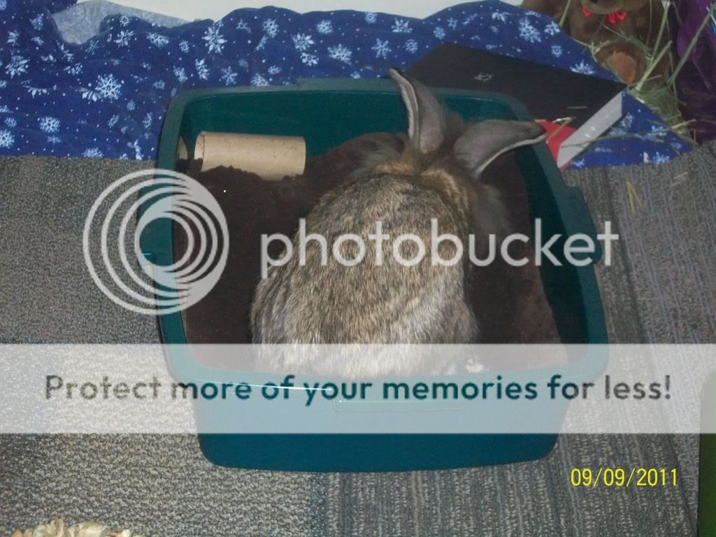 Indoor Digging Box | Rabbits Online Pet Rabbit & Bunny Forum