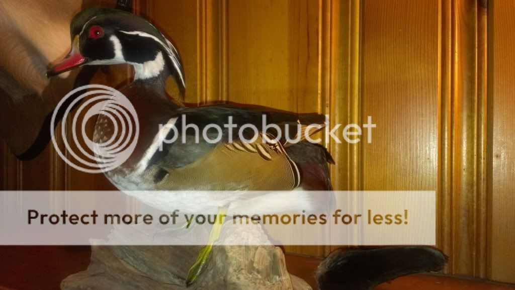 Worst Taxidermy mounts - Page 3