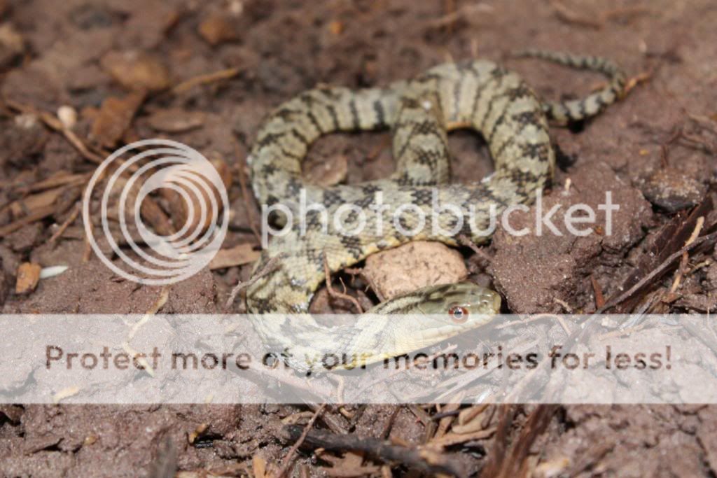 Catch Up in South Texas: 2010-2011 - Field Herp Forum
